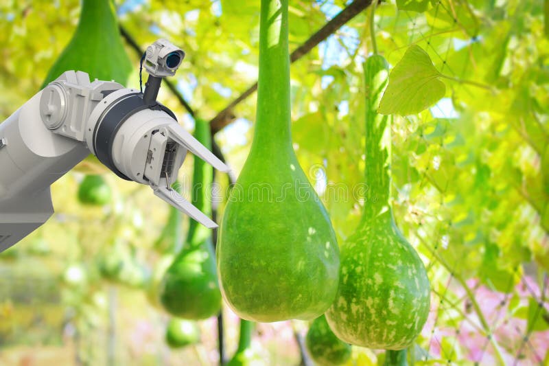 Agriculture Technology Concept with Robotic Arm Reap Cucurbit Stock ...