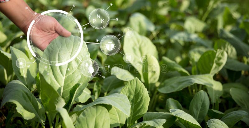 Agriculture Technology Farmer Holding Digital Tablet or Tablet ...
