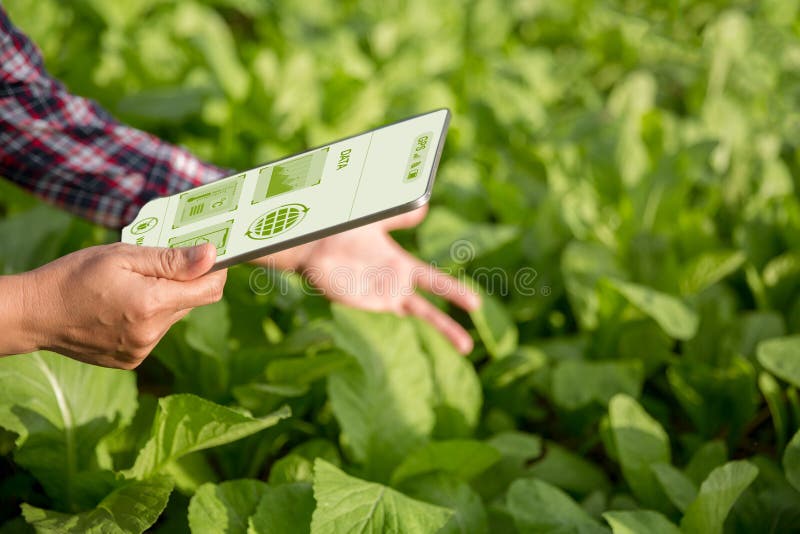 Agriculture Technology Farmer Holding Digital Tablet or Tablet ...