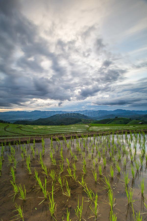 Agriculture Terrace Rice Fields on the Mountain Stock Photo - Image of ...