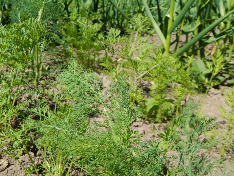 Agriculture Texture of Fields and Beds Stock Photo - Image of farm ...