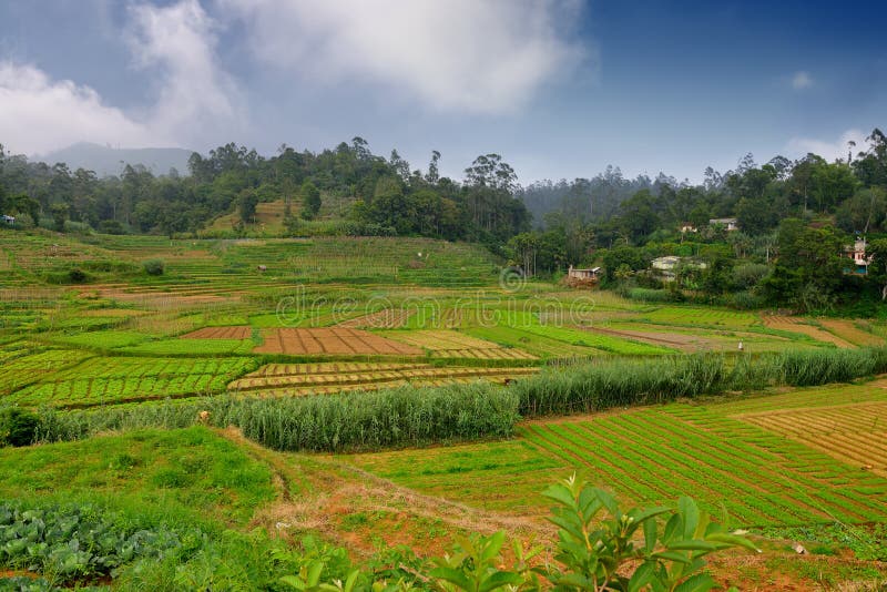 Agriculture in the tropics stock photo. Image of cultivated - 28557058