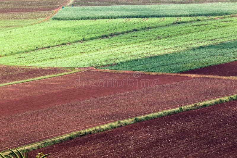 Agriculture Vegetables Crops Stock Photo - Image of agriculture, fields ...