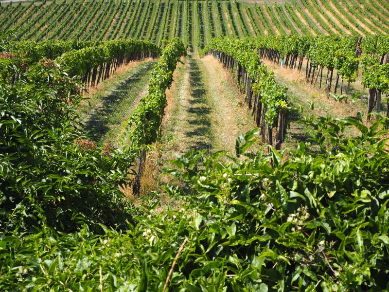 Vegetation, Crop, Agriculture, Field Picture. Image: 107439664