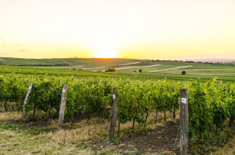 Agriculture, Vineyard, Field, Sky Picture. Image: 134213323