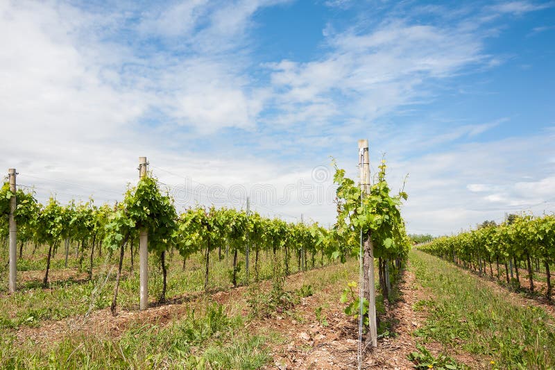 Agriculture. Vineyard in Spring. Stock Image - Image of plant, nature ...