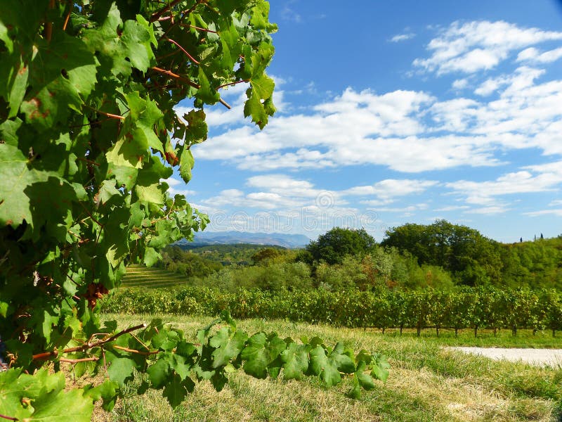 Agriculture, Vineyard in Spring. Stock Photo - Image of country, nature ...