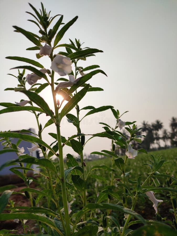 Agriculture stock photo. Image of gingelly, greenary - 176801130