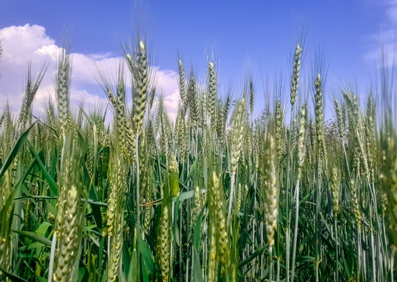 Agriculture Wheat Crop Field with Blue Sky Stock Image - Image of corn ...