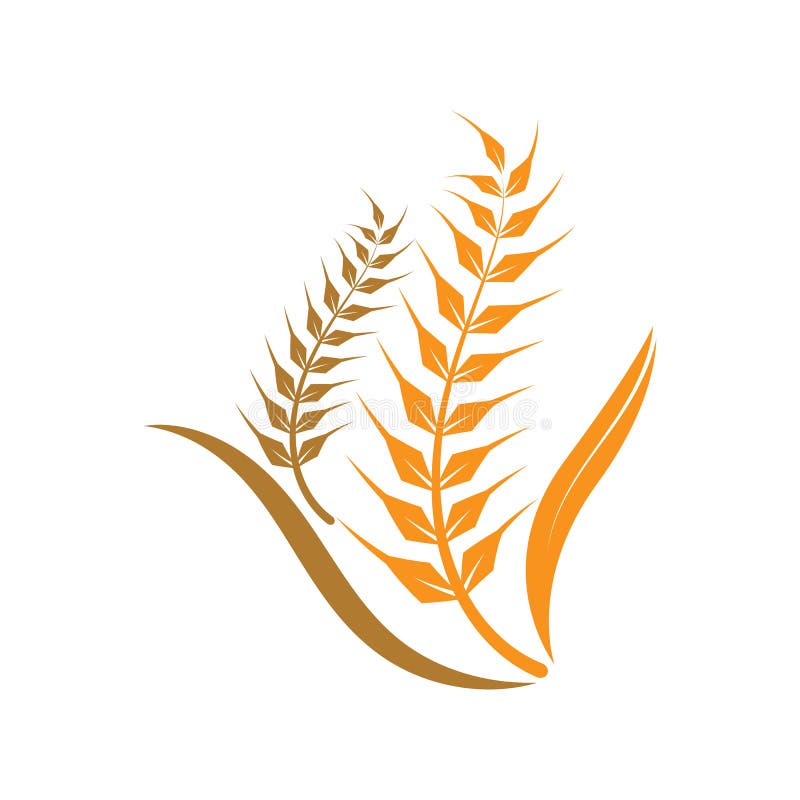 Agriculture Wheat Logo or Symbol Icon Design Illustration Stock Vector ...