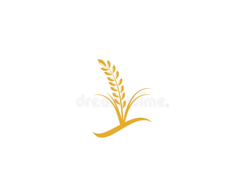 Agriculture Wheat Rice Icon Template Vector Design Stock Illustration ...