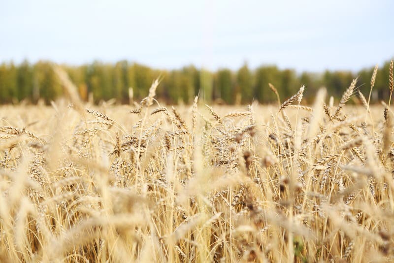 Agriculture, wheat, rye stock photo. Image of cornfield - 68349962