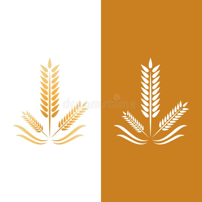 Agriculture wheat vector stock vector. Illustration of natural - 254857762