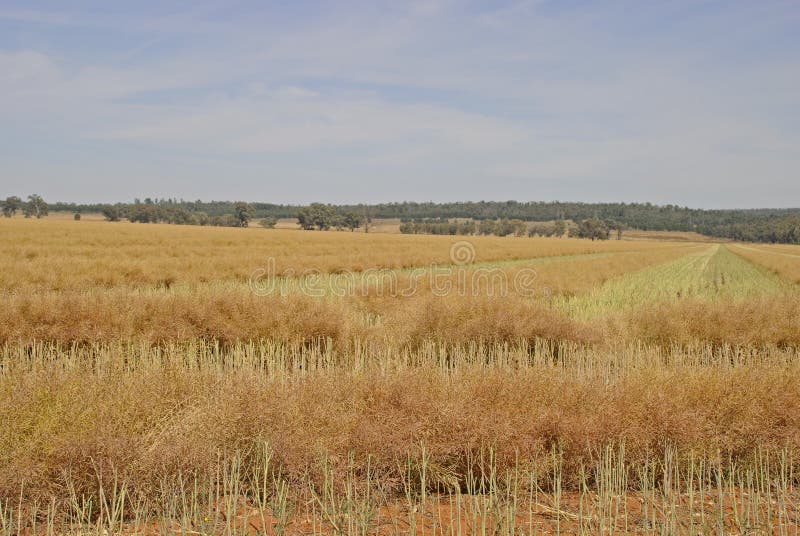 Agriculture stock photo. Image of peaceful, cloudy, health - 34862174