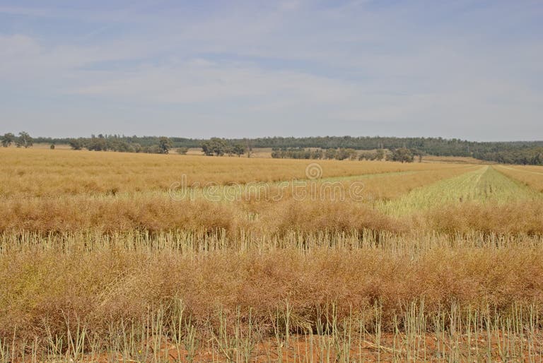 Agriculture stock photo. Image of peaceful, cloudy, health - 34862174