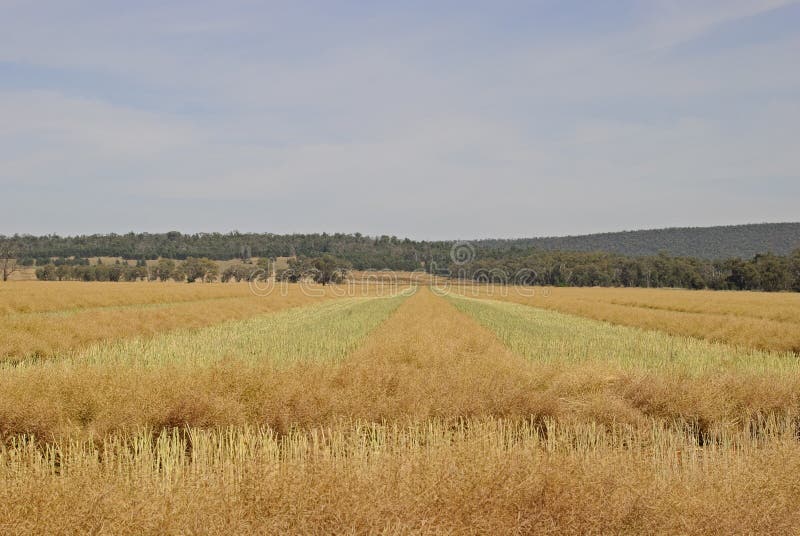 Windrow Canola Stock Photos - Free & Royalty-Free Stock Photos from ...