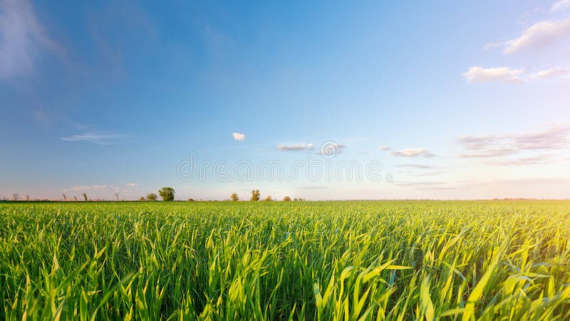 Young rising field stock photo. Image of land, ecology - 100274866