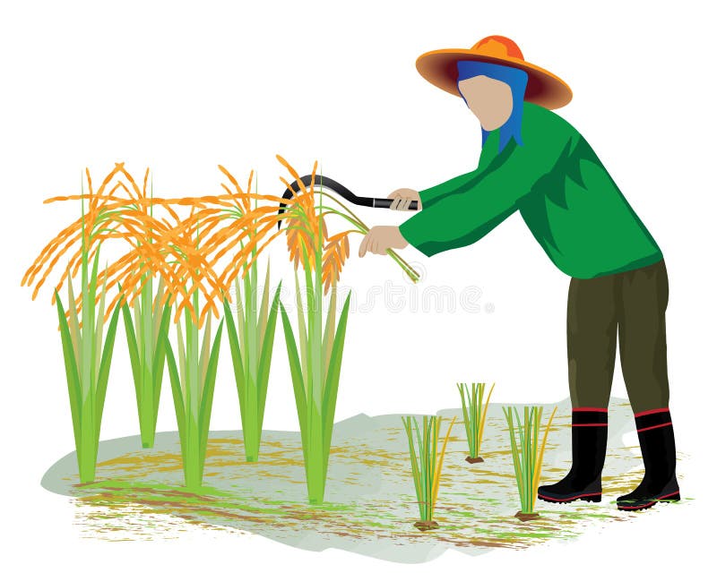 Agriculturist harvest rice stock illustration. Illustration of farm ...