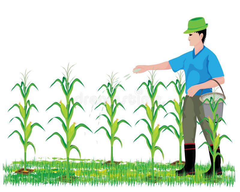 Planting Corn Clipart Images