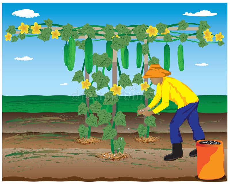 Manure Cucumber Stock Illustrations – 29 Manure Cucumber Stock ...