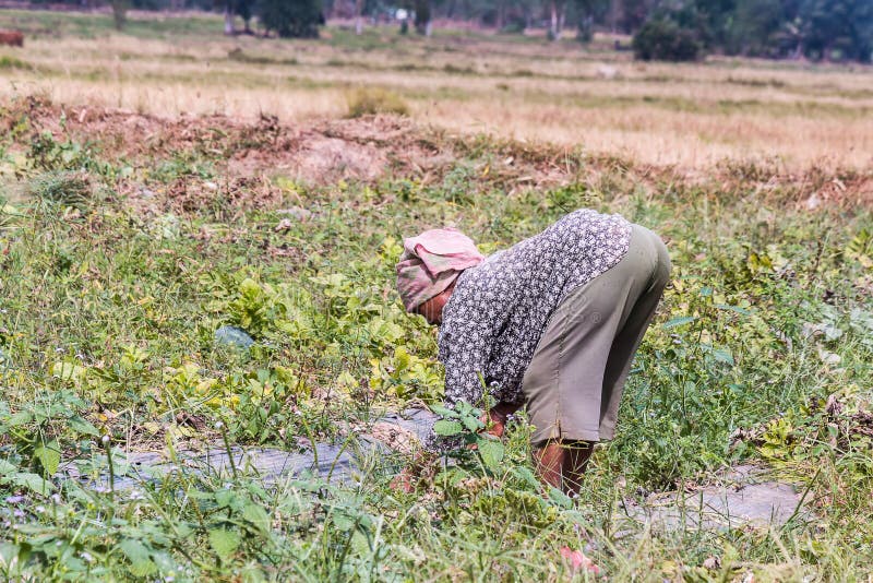 Agriculturist Pull Grass from Vegetable Editorial Photography - Image ...
