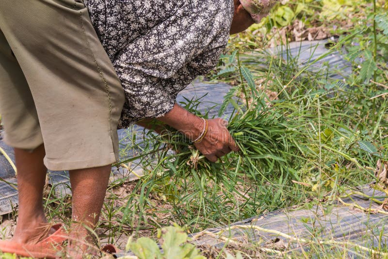 Agriculturist pull grass editorial stock photo. Image of weed - 89799473