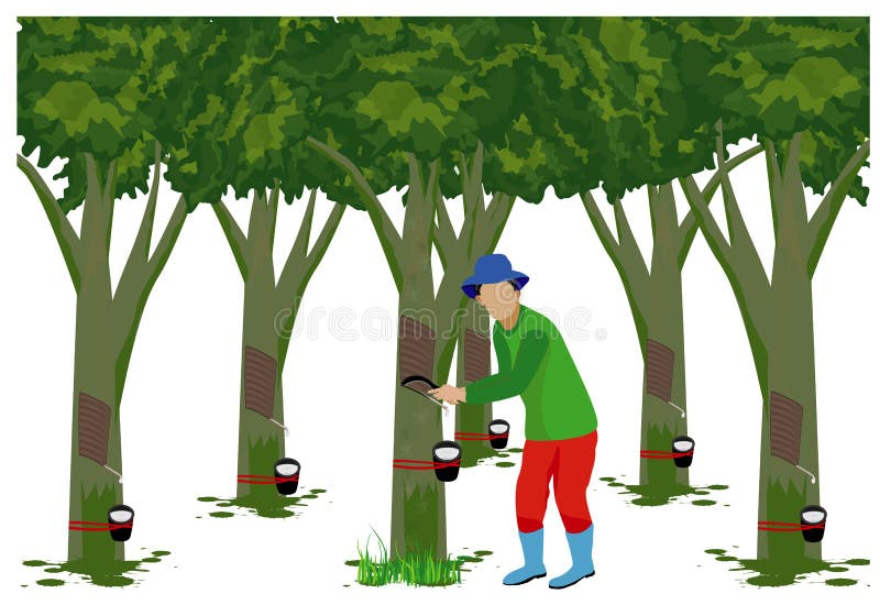 220+ Rubber tree Free Stock Photos - StockFreeImages