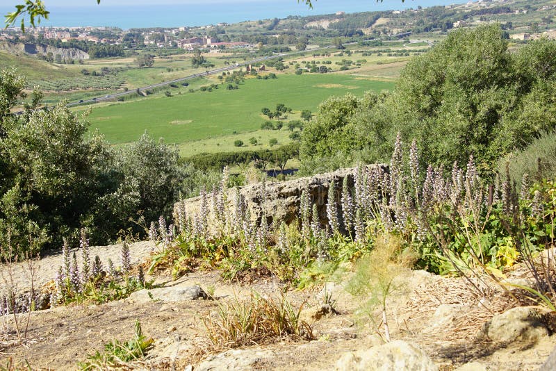 Agrigento, Sicily, Italy, Valley of the Temples Stock Image - Image of ...