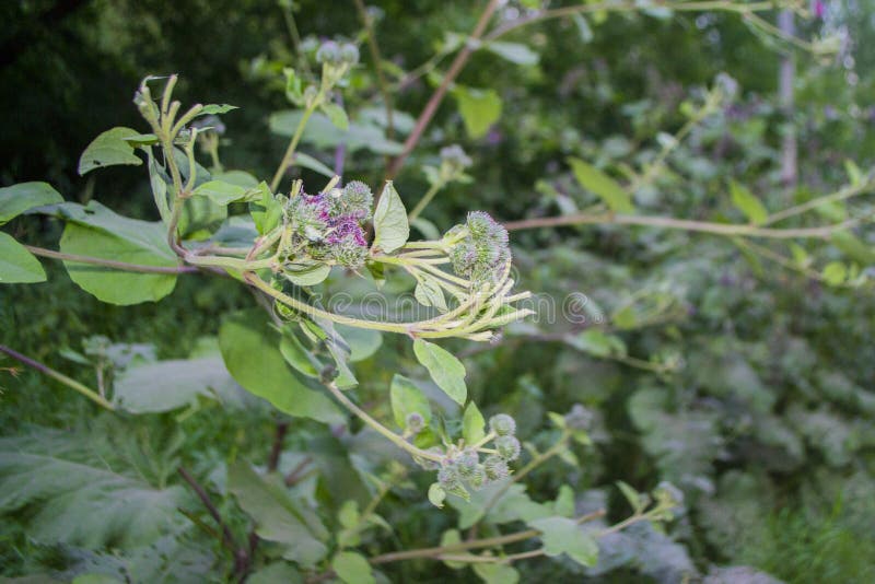 Agrimony flower stock photo. Image of forest, herb, blooming - 97845164