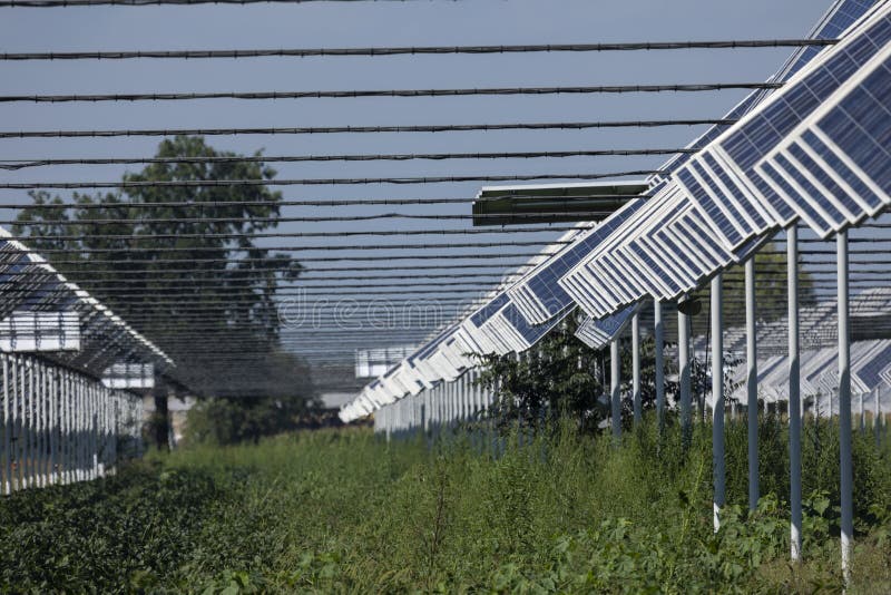 Agrivoltaic stock photo. Image of clean, blue, mounted - 228971212