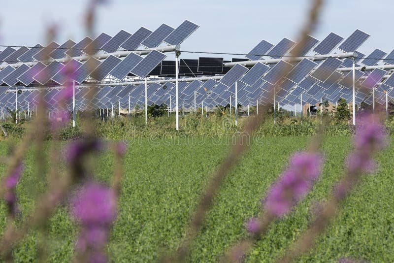 Agrivoltaic stock image. Image of alternative, electricity - 228971459
