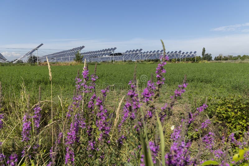 Agrivoltaic stock photo. Image of energy, ground, modules - 228971466