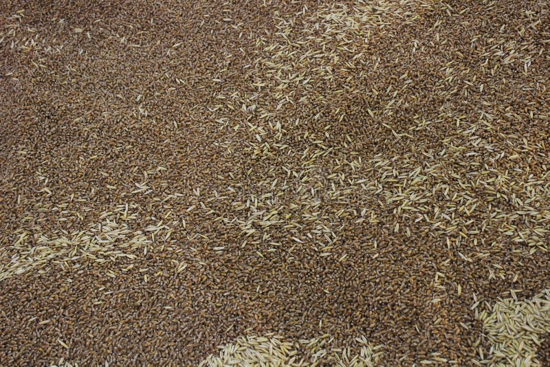 Agro seeds stock image. Image of natural, nutrition, diagonal - 31268537