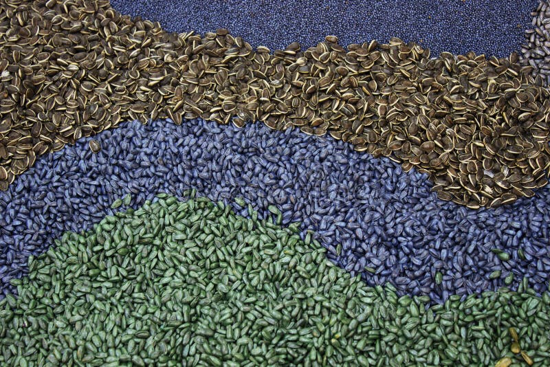 Agro seeds stock photo. Image of agriculture, legume - 31268604