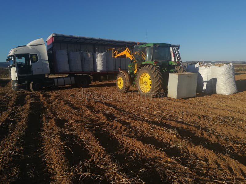 Agro Tractor Loading Potatoes in a Harvest Editorial Image - Image of ...