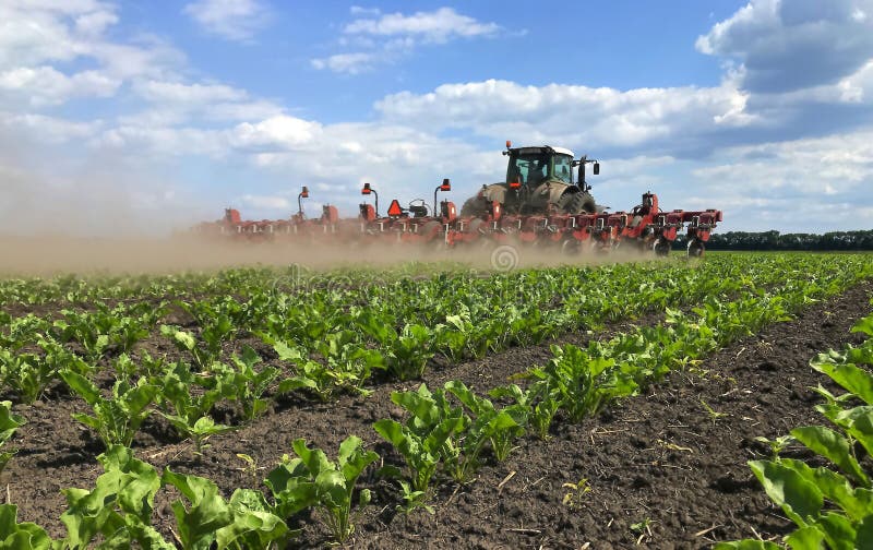 Agro Work in the Field. an Array of Sugar Beet Plants Stock Image ...