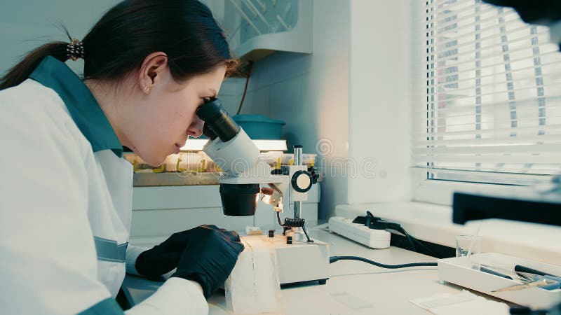 Agrochemical Laboratory. a Laboratory Worker Examines Nematodes in the ...