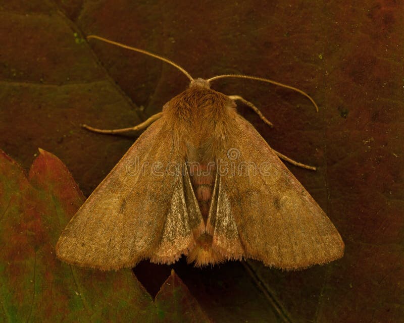 Agrochola Helvola Flounced Chestnut Stock Image - Image of animals ...