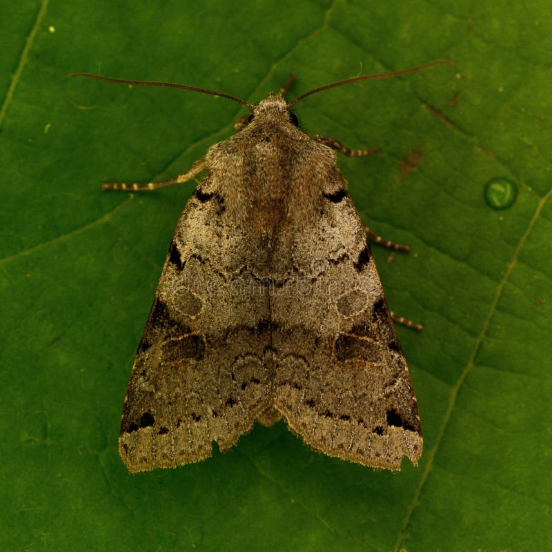 Agrochola Litura, Brown-spot Pinion Stock Image - Image of entomology ...