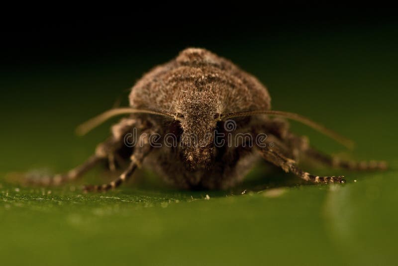 Agrochola Litura, Brown-spot Pinion Stock Image - Image of entomology ...