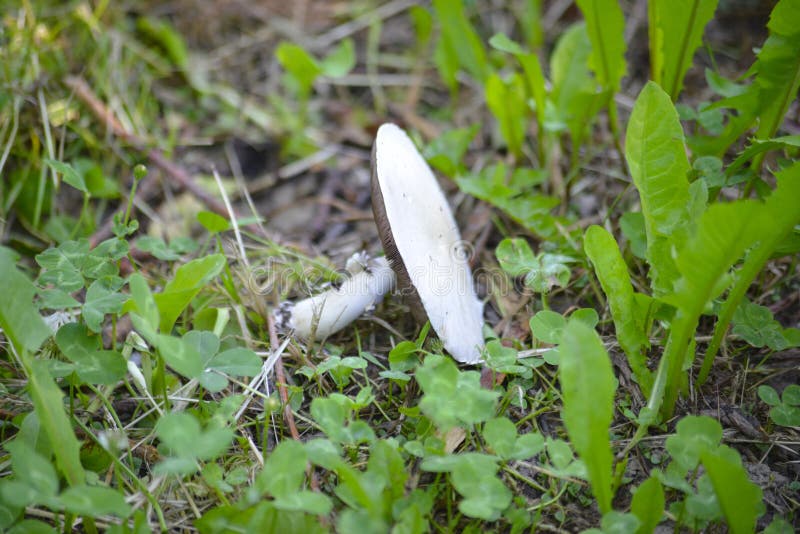 Agrocybe Praecox, Spring Fieldcap Mushroom Stock Image - Image of root ...