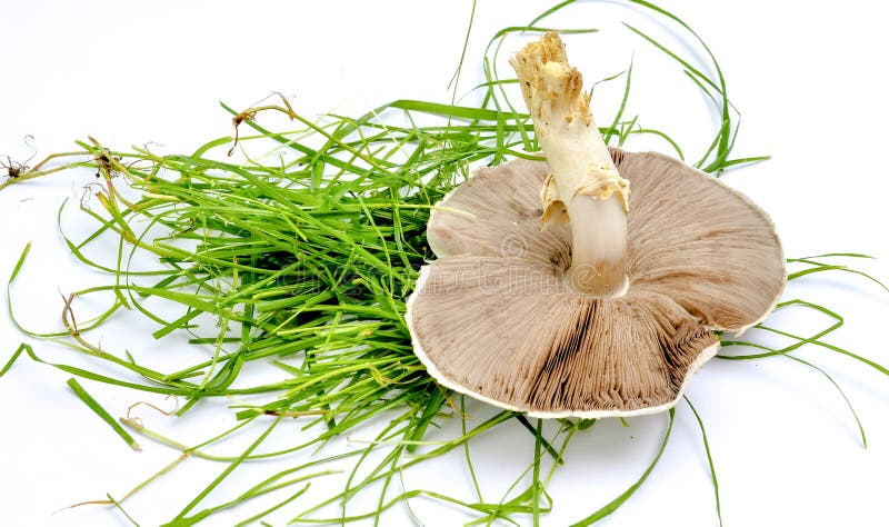 Agrocybe Praecox, Spring Fieldcap Mushroom Stock Photo - Image of ...