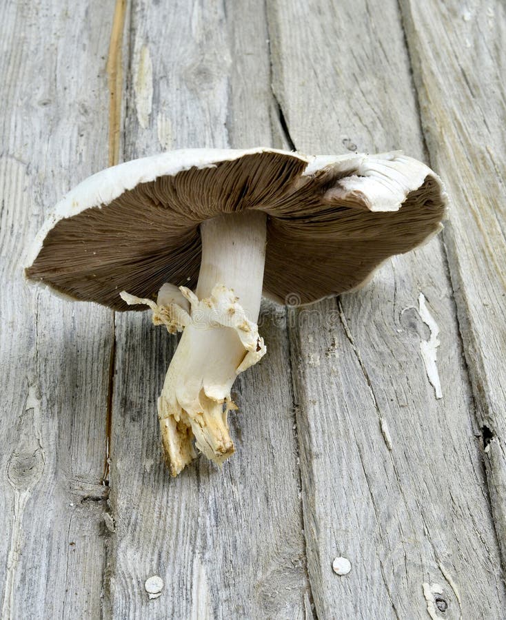 Agrocybe Praecox, Spring Fieldcap Mushroom Stock Image - Image of plant ...
