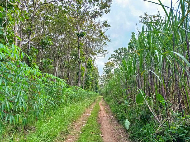 Agroforestry and Different Patch of Teak Forest, Cassava Garden, and ...
