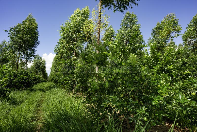 Temperate Agroforestry