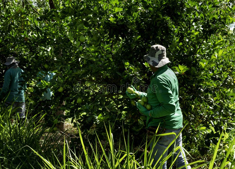 Men Picking Organic Limes on a Plantation, Agroforestry System Stock ...