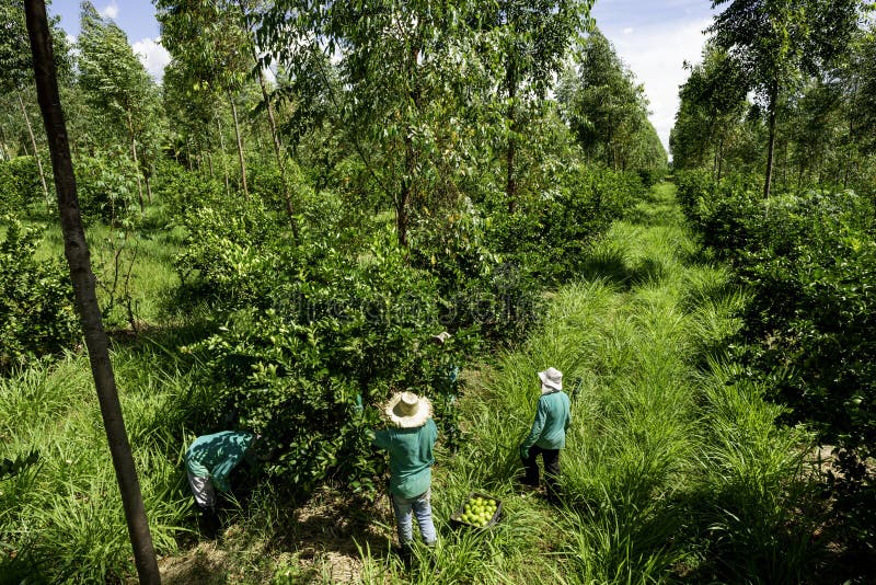 Agroforestry System, Plantation Workers Picking Organic Limes, Aerial ...