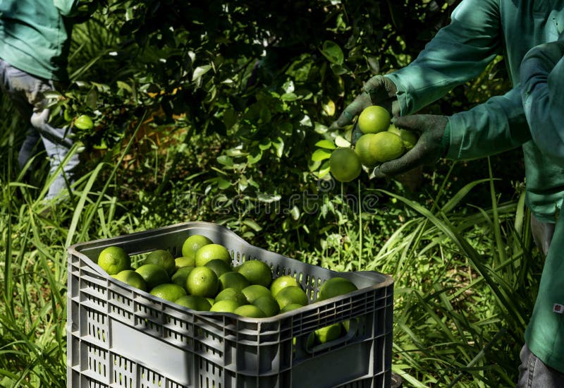Man S Hand Putting Freshly Harvested Organic Lemon in Boxes ...