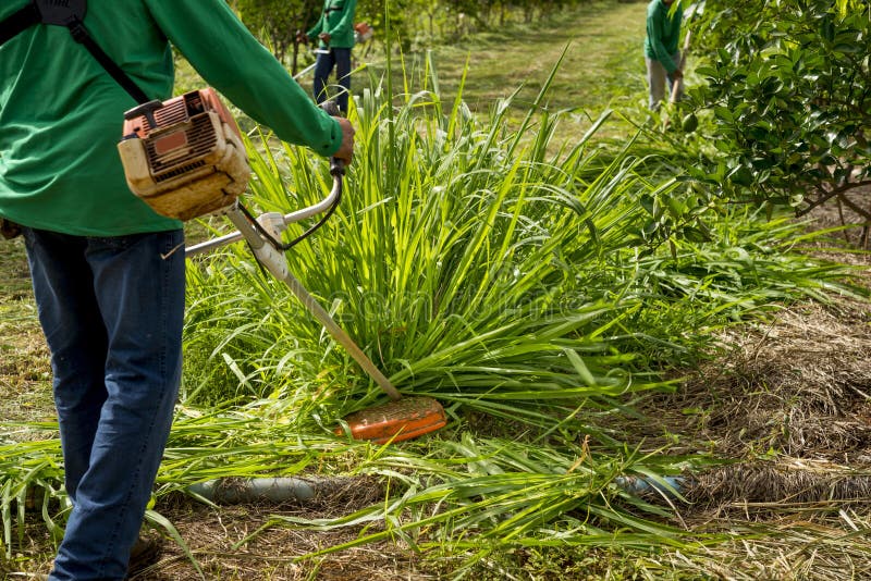 Agroforestry System, Men Working on Grass Pruning Stock Photo - Image ...