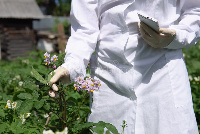 Ecologist at work concept stock image. Image of scientific - 13240559